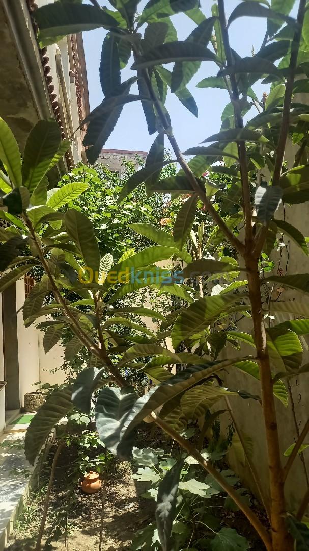 Location vacances Appartement F2 Skikda Collo - Skikda Algérie