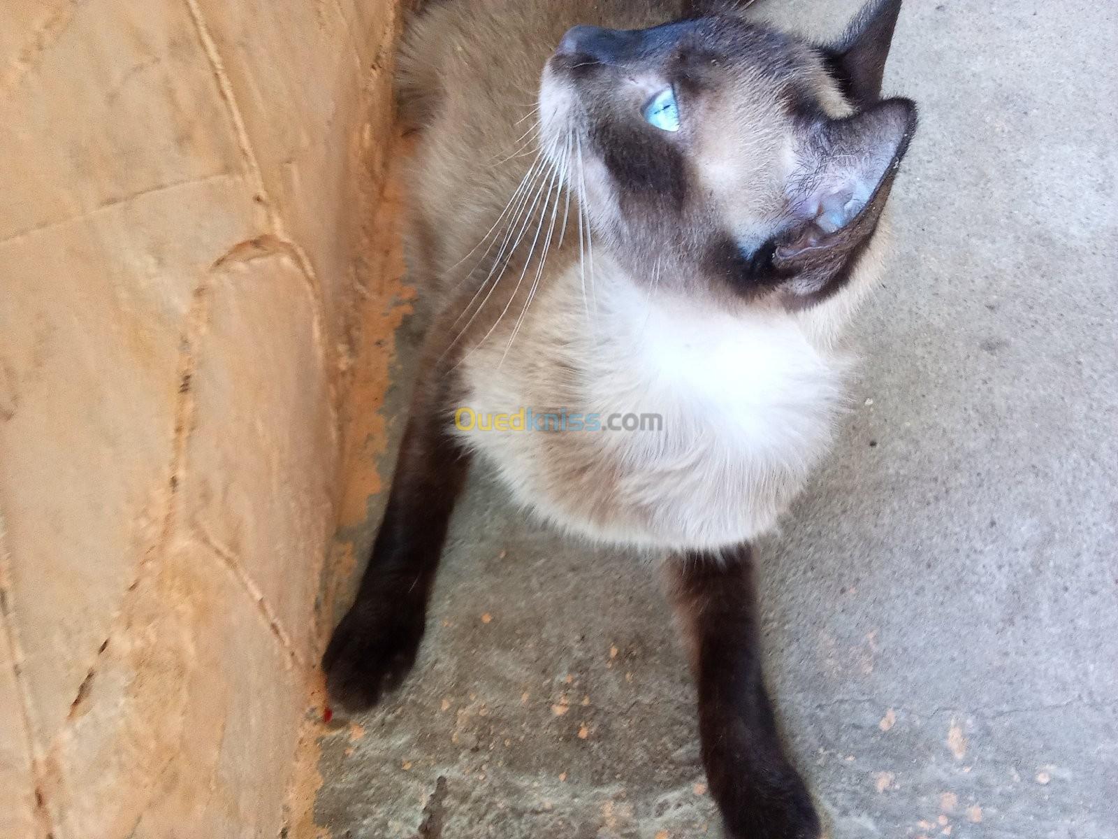 Chat siamo - بومرداس الجزائر
