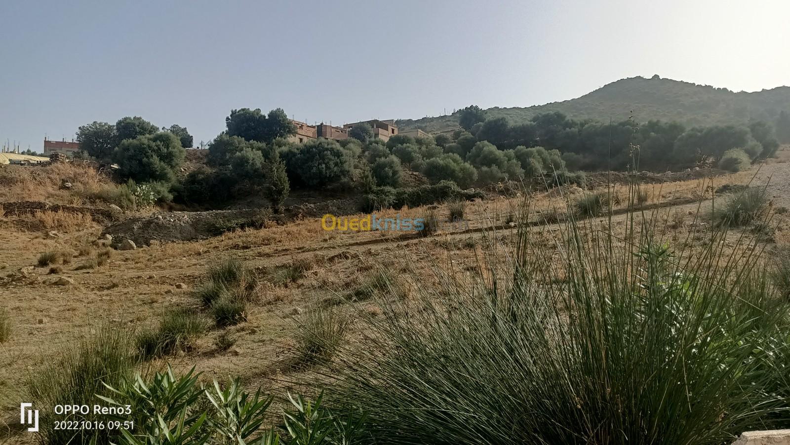 Vente Terrain Blida Meftah - Blida Algérie