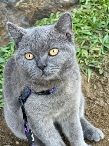 Chat british enceinte الجزائر الجزائر وسط - واد كنيس - الجزائر