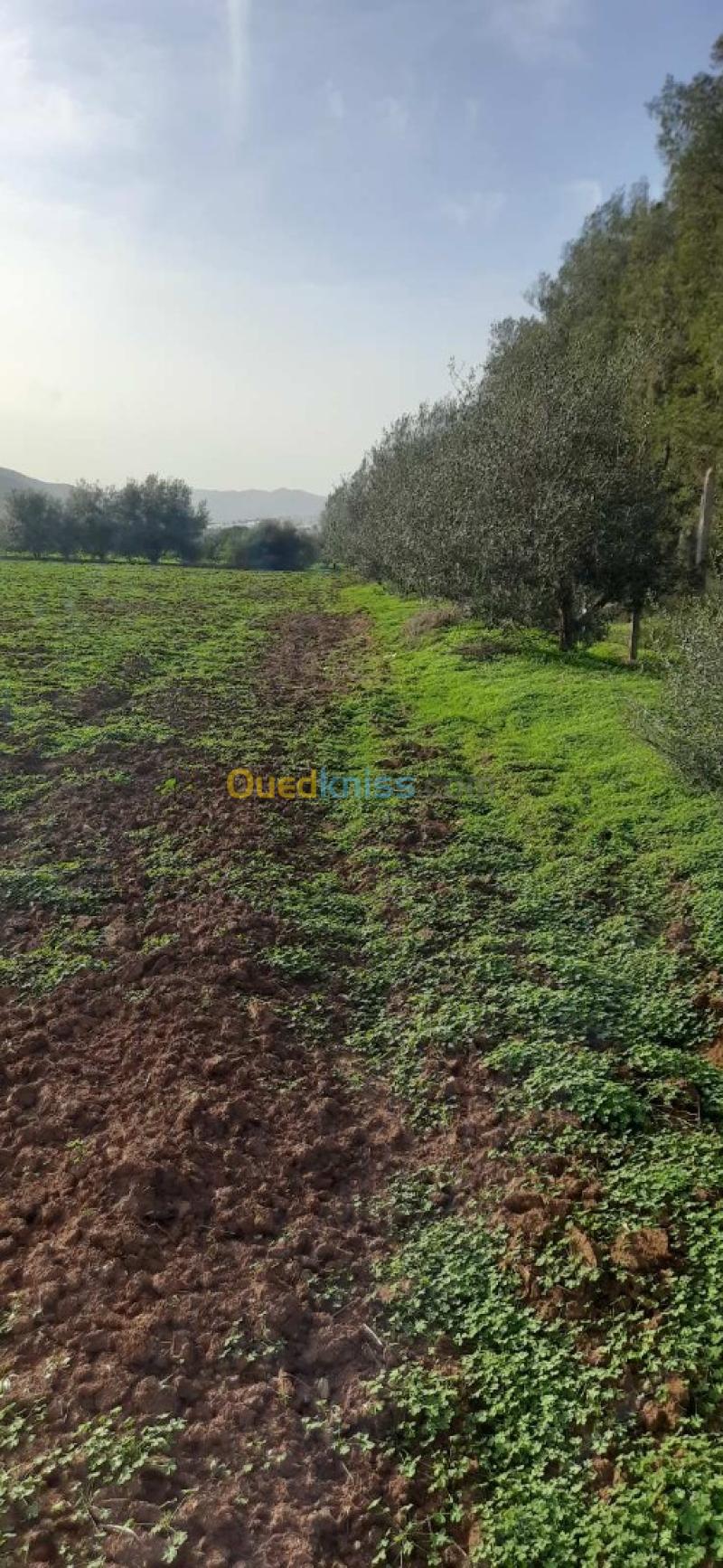 Vente Terrain Agricole Blida Mouzaia - Blida Algérie